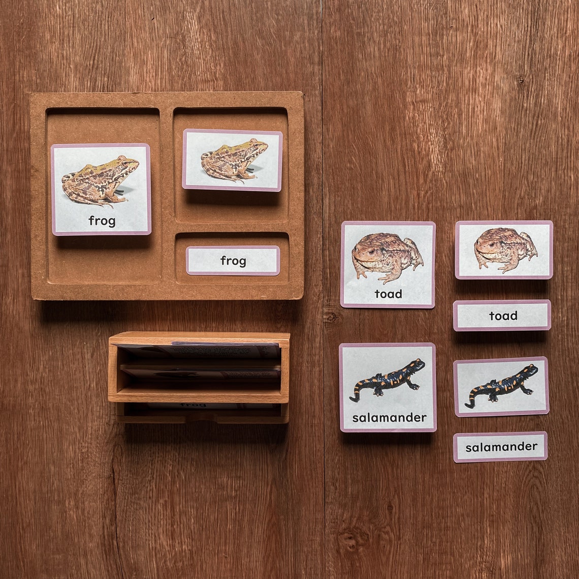 AMPHIBIAN Three Part Cards Montessori Nomenclature 3-part Classified ...