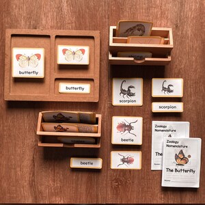 ARTHROPODS Zoology Unit Parts of Butterfly Montessori Nomenclature 5 ...