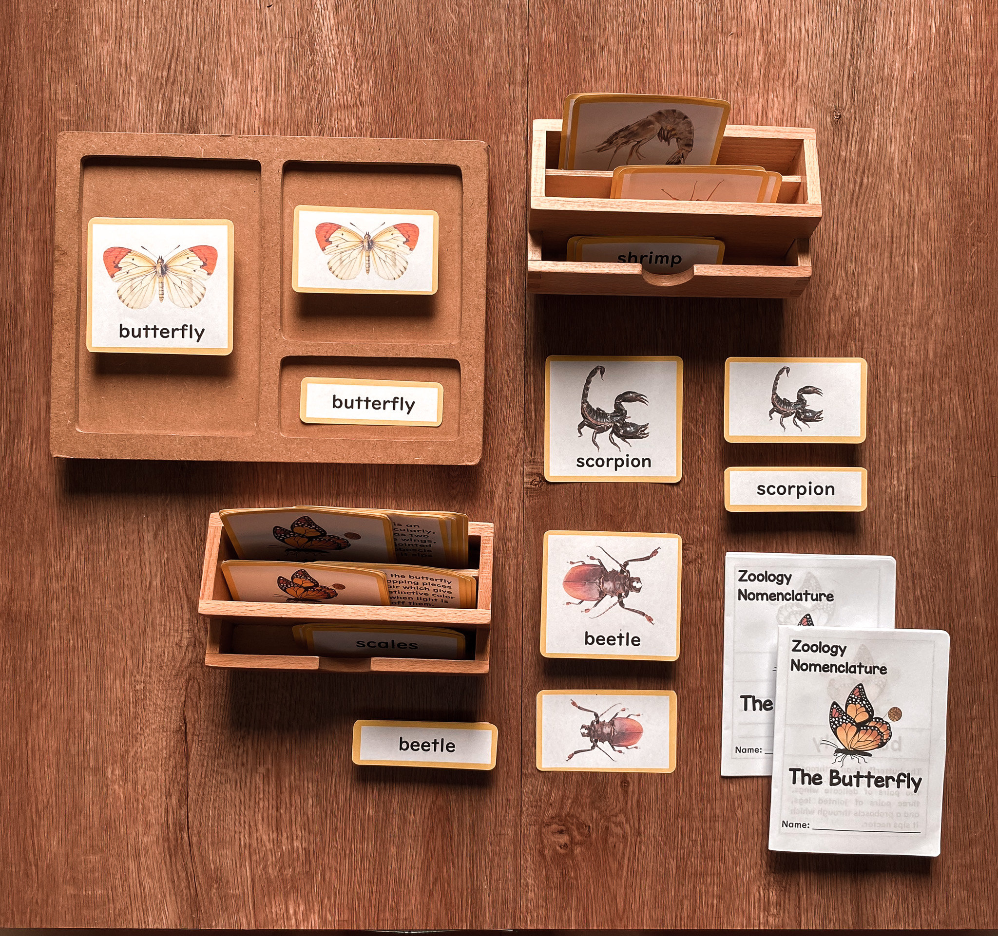 ARTHROPODS Zoology Unit Parts of Butterfly Montessori Nomenclature 5 ...