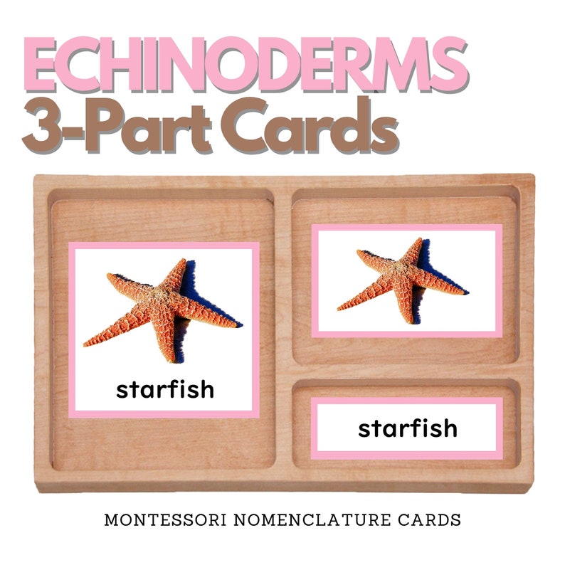 ECHINODERMS Zoology Invertebrates Study Parts of Starfish - Etsy