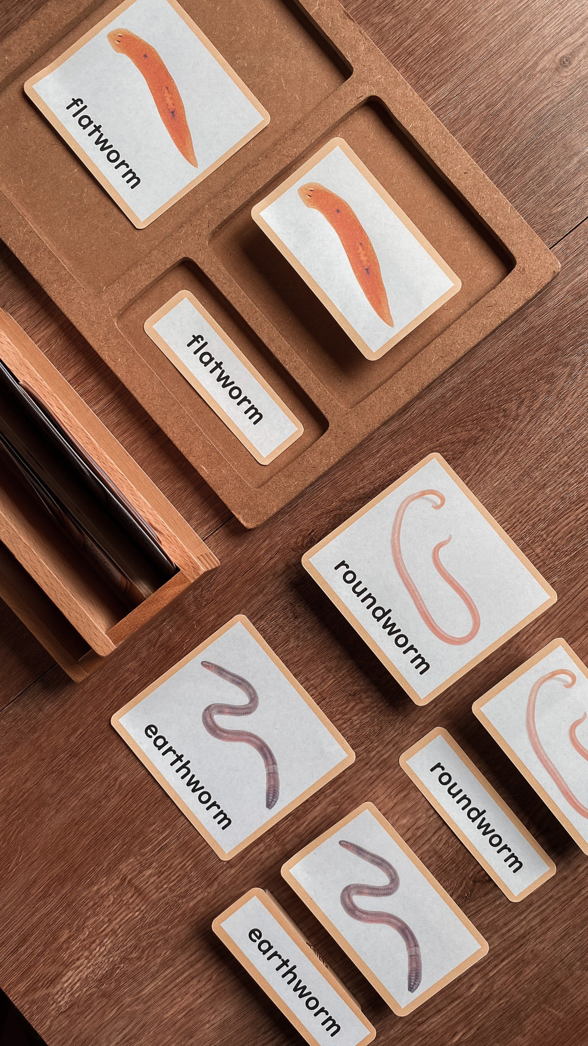 WORMS Three Part Card Montessori Nomenclature 3-part Classified Card ...