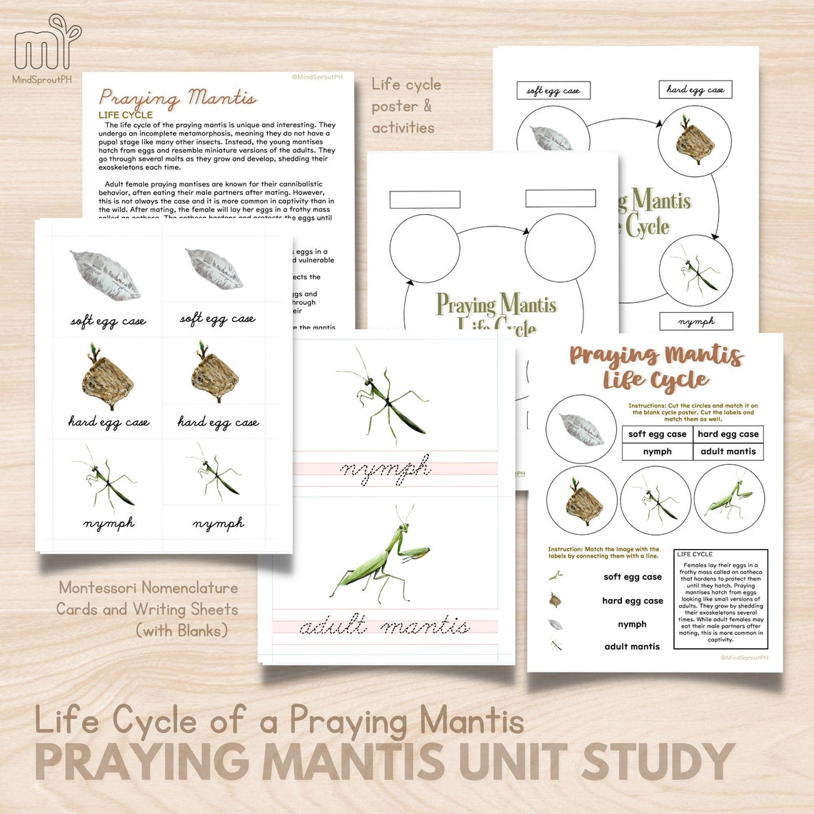 PRAYING MANTIS Unit Study Preschool Activity Life Cycle of Praying ...