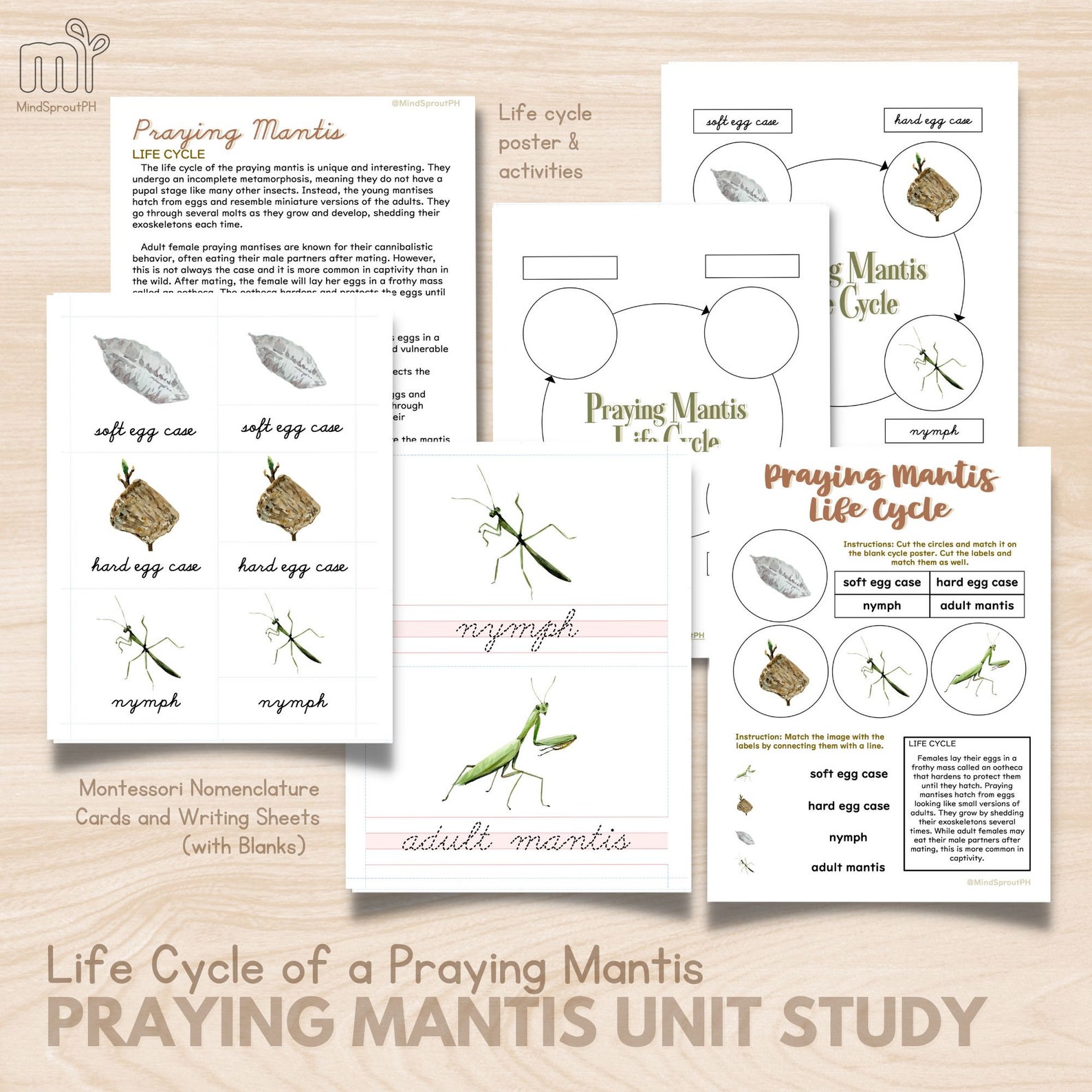 PRAYING MANTIS Unit Study Preschool Activity Life Cycle of Praying ...