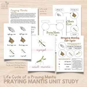 PRAYING MANTIS Unit Study Preschool Activity Life Cycle of Praying ...