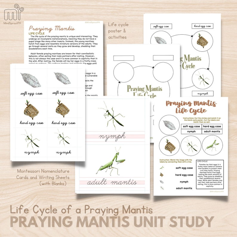 PRAYING MANTIS Unit Study Preschool Activity Life Cycle of Praying ...