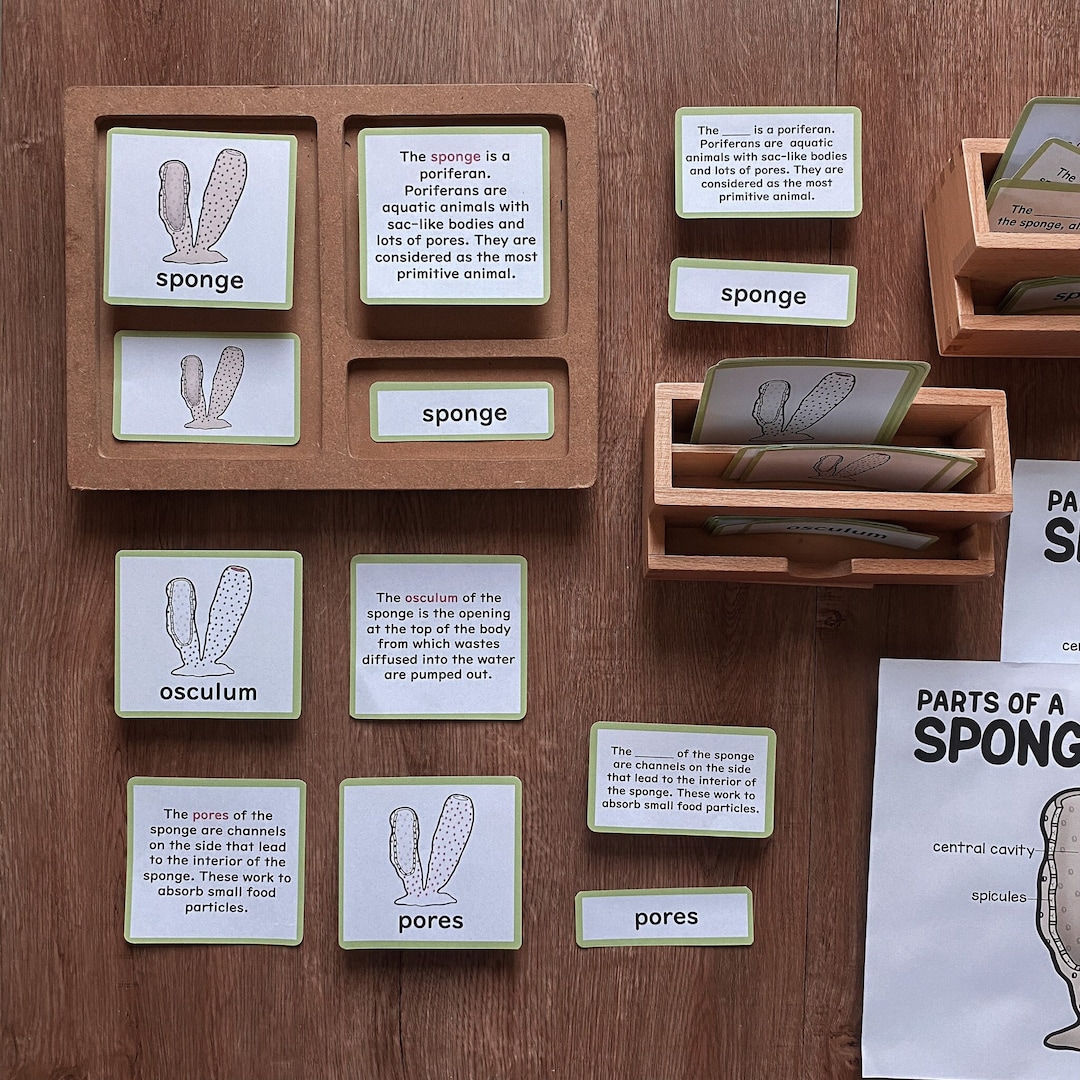 PORIFERANS Zoology Invertebrates Study Parts of Sponge Montessori ...