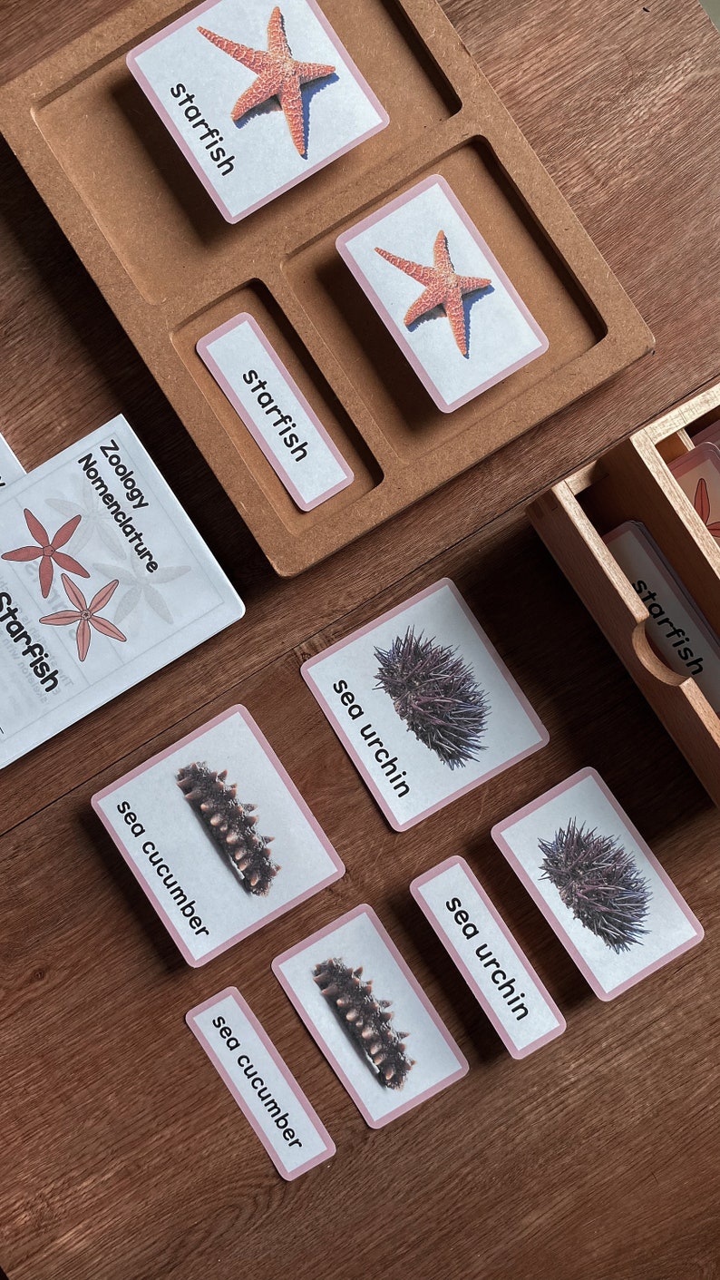 Starfish ECHINODERMS Montessori Zoology Marine Animal Nomenclature 3 ...