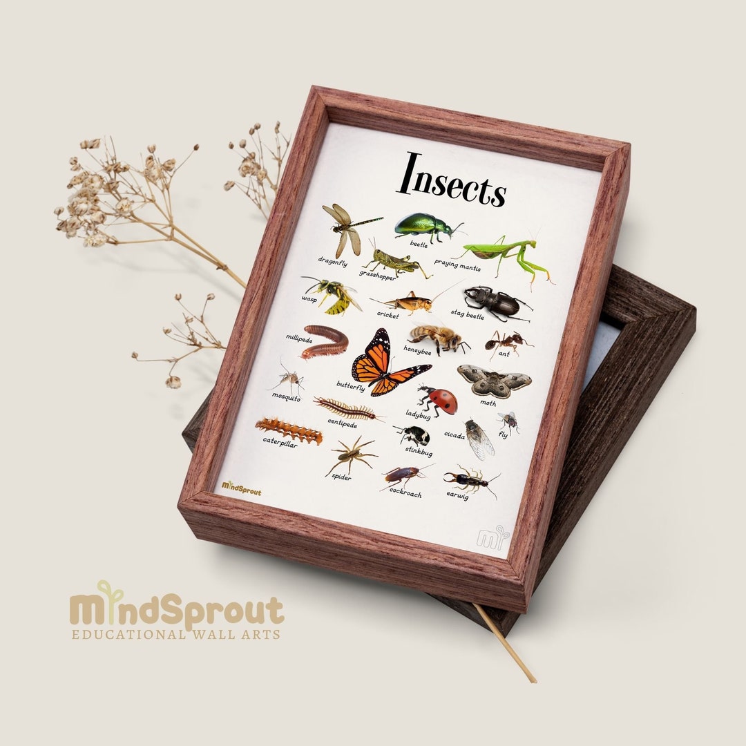 Educational Wall Art Montessori Chart Insects Poster Home Decor for ...