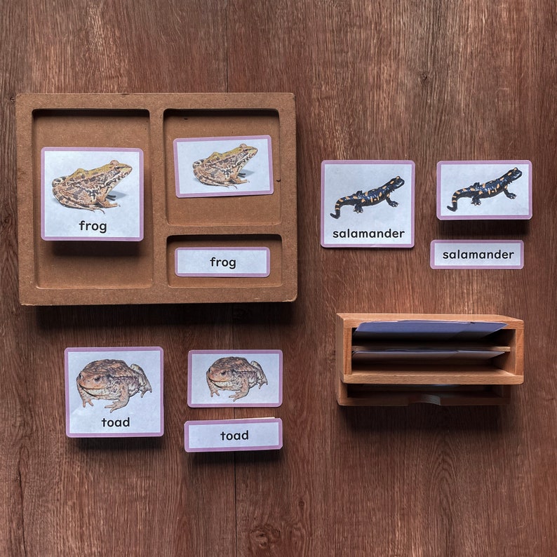 AMPHIBIAN Three Part Cards Montessori Nomenclature 3-part Classified ...