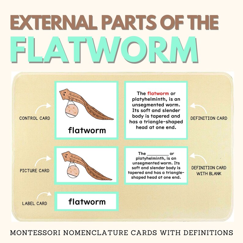 WORMS Zoology Unit Study Parts of Earthworm Flatworm Roundworm - Etsy