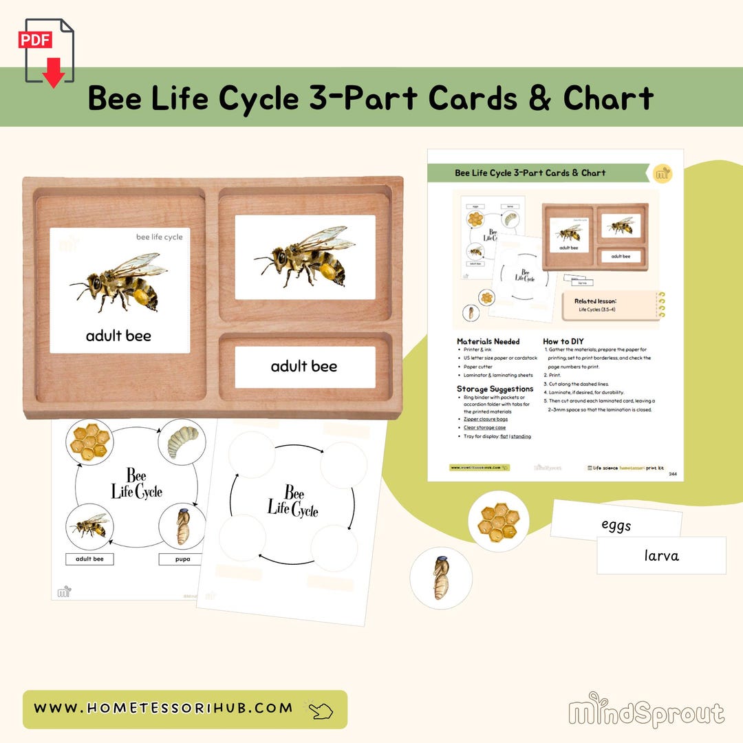 Bee Life Cycle 3-part Cards and Chart Zoology Montessori Printable ...