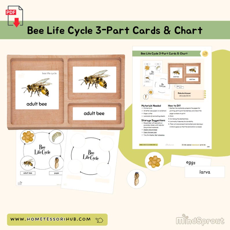 Bee Life Cycle 3-part Cards and Chart Zoology Montessori Printable ...