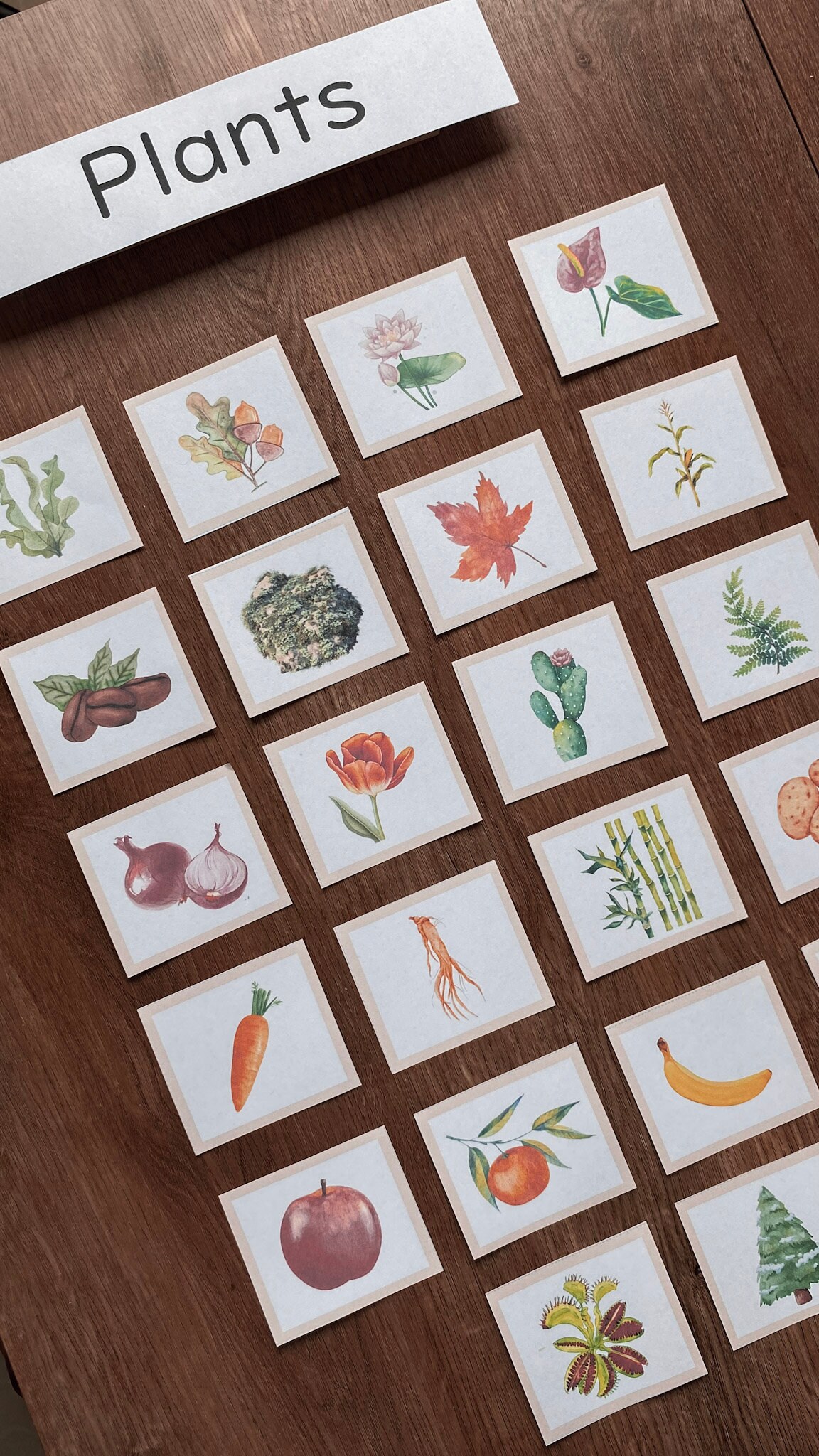 PLANT and ANIMAL Sorting Cards Game Montessori Activity Preschool ...