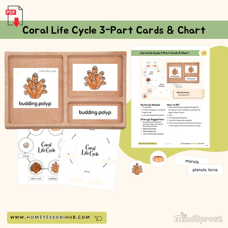 Coral Life Cycle 3-part Cards and Chart Zoology Montessori Printable ...
