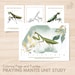 PRAYING MANTIS Unit Study Preschool Activity Life Cycle of Praying ...