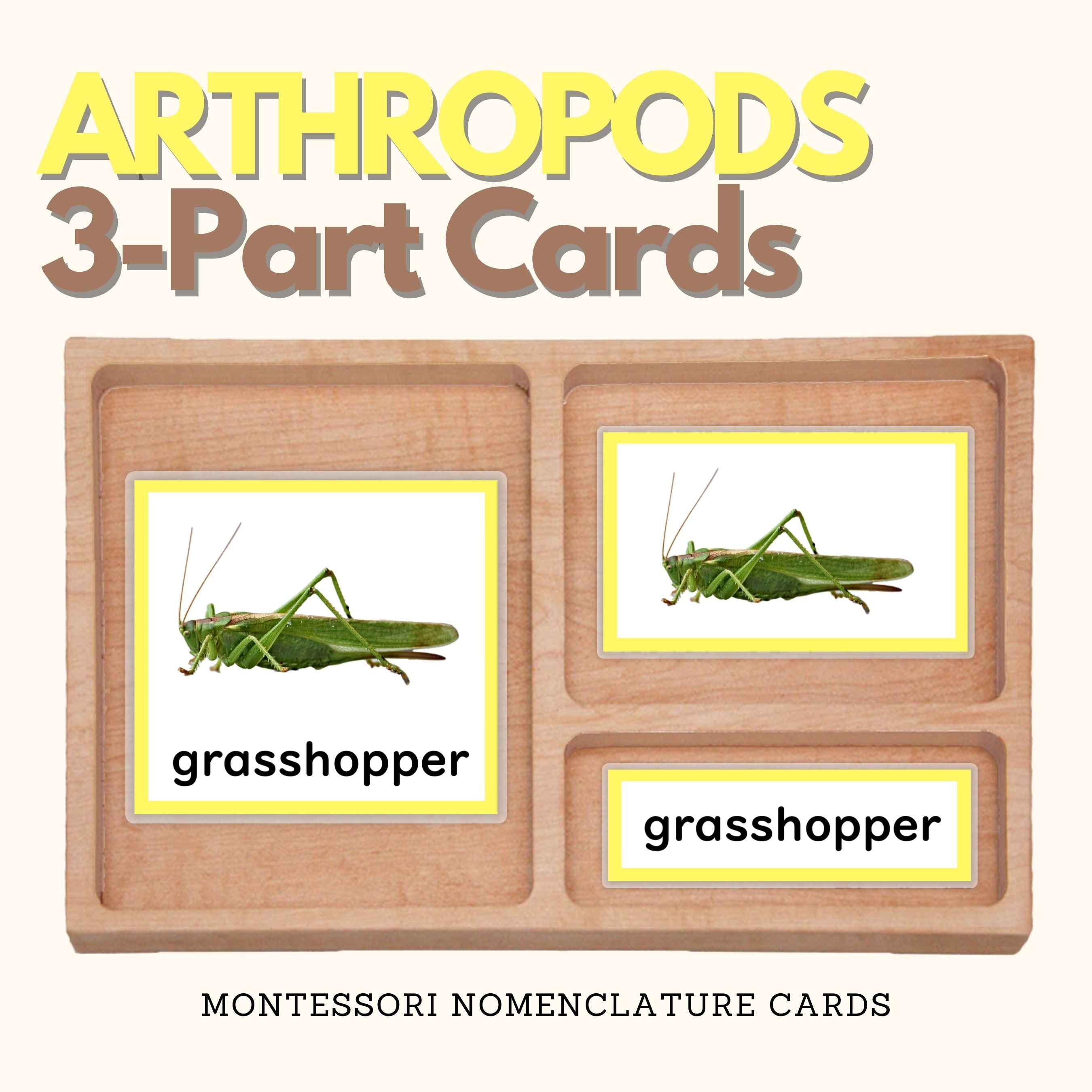 ARTHROPODS Zoology Unit Parts of Butterfly Montessori Nomenclature 5 ...