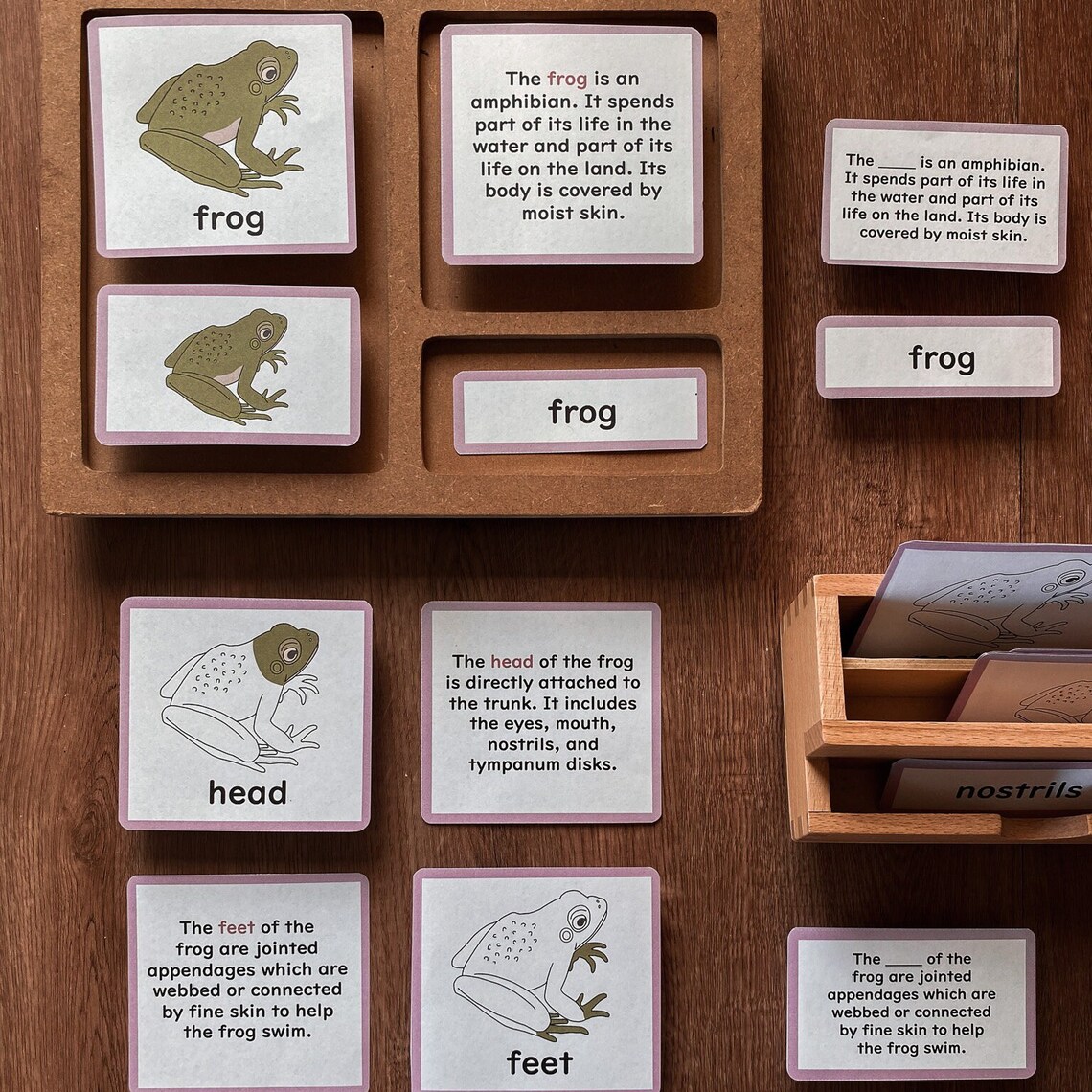 AMPHIBIANS Zoology Unit Study Parts Frog Montessori Nomenclature 5-part ...