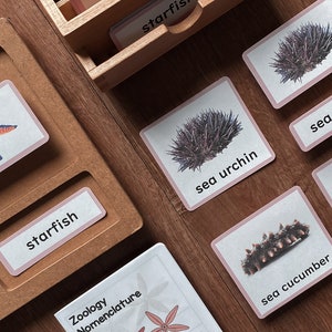 ECHINODERMS Zoology Invertebrates Study Parts of Starfish Montessori ...