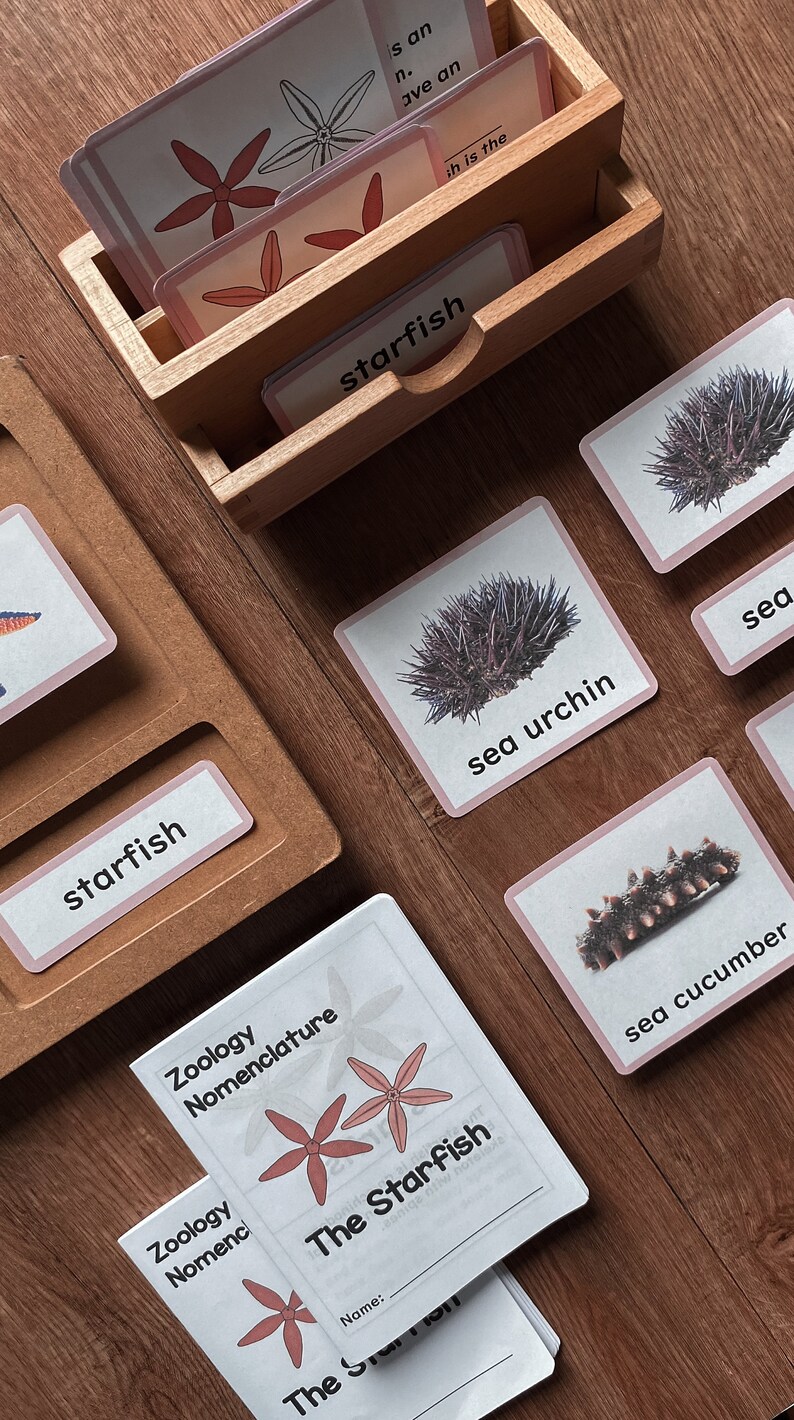 ECHINODERMS Zoology Invertebrates Study Parts of Starfish Montessori ...