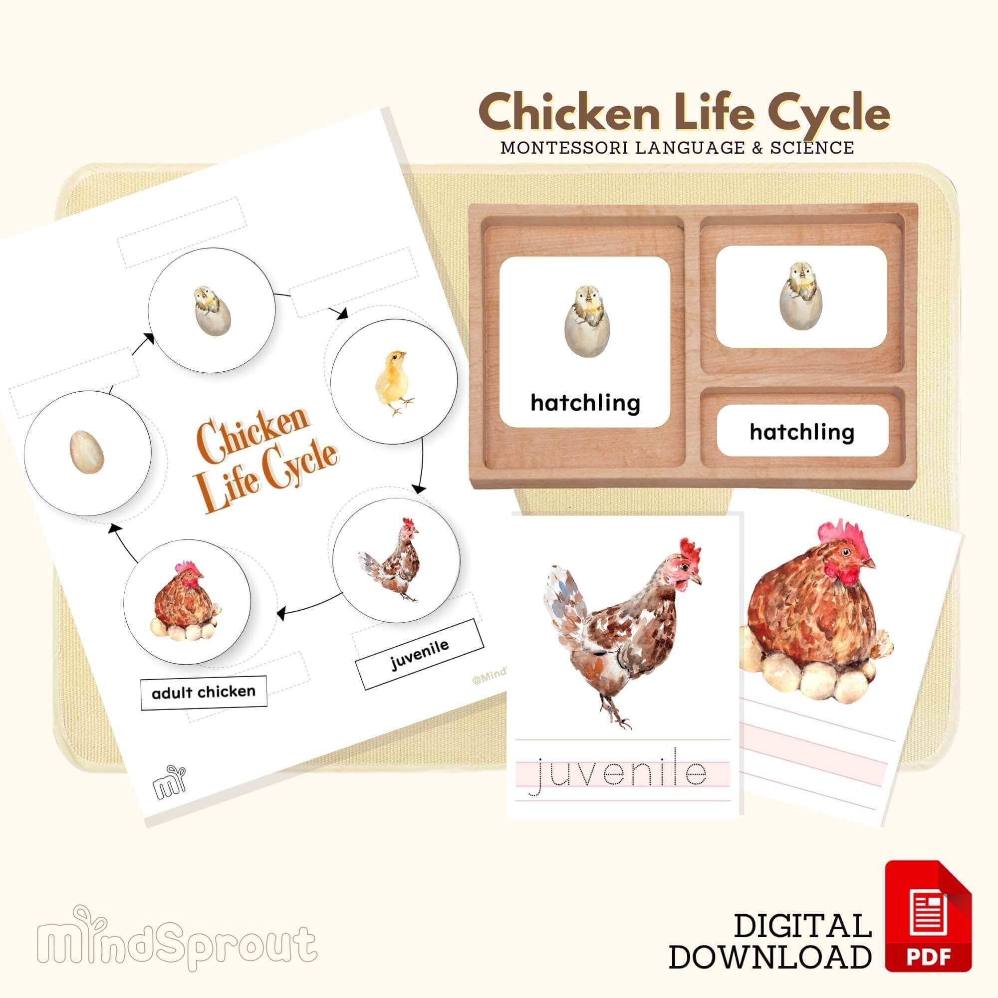 Life Cycle of Chicken, Montessori Language Chicken Life Cycle Material ...