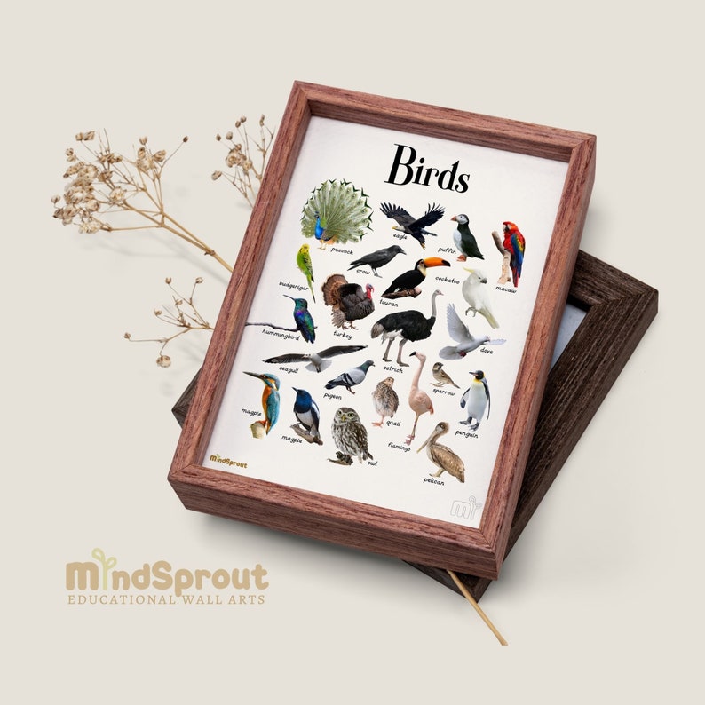 Educational Wall Art Montessori Chart Birds Poster Home Decor for ...