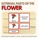 Parts of the FLOWER Montessori Botany Unit Study 5-part Card Definition ...