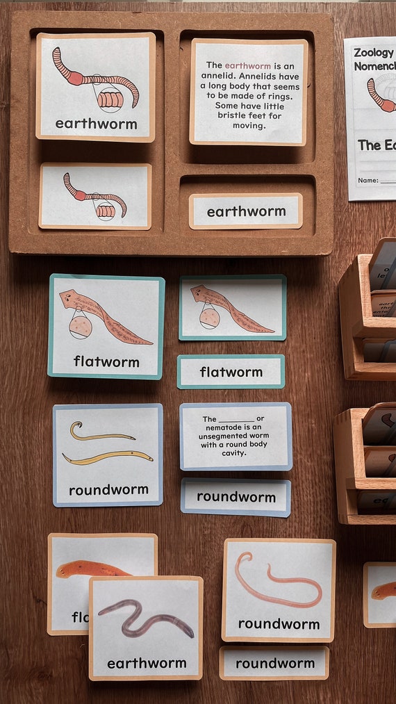 Anatomia Da Minhoca Para Criancas Estudo De Minhocas Em Laboratório.