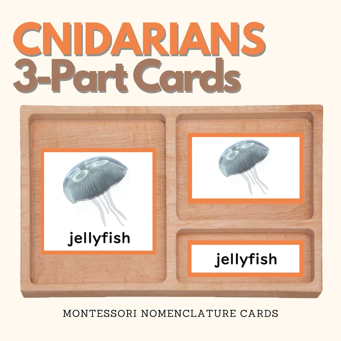 Parts of JELLYFISH Montessori Zoology Cnidarians Invertebrates Unit ...