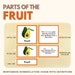Parts of the FRUIT Montessori Botany Fruits Language Activity Plant ...