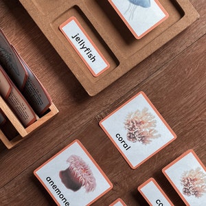 CNIDARIAN Three Part Cards Montessori Nomenclature 3-part Classified ...