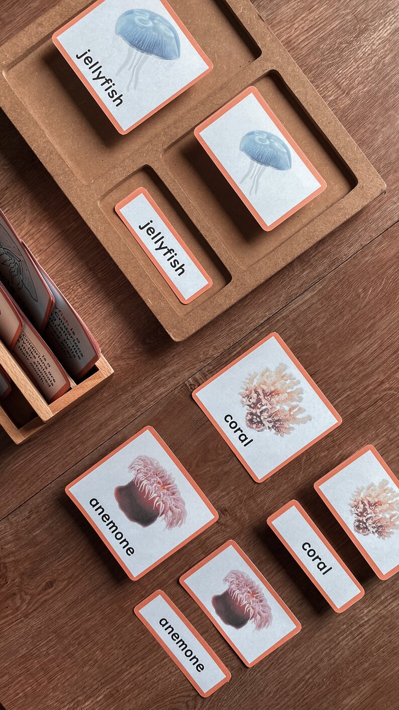 CNIDARIAN Three Part Cards Montessori Nomenclature 3-part Classified ...