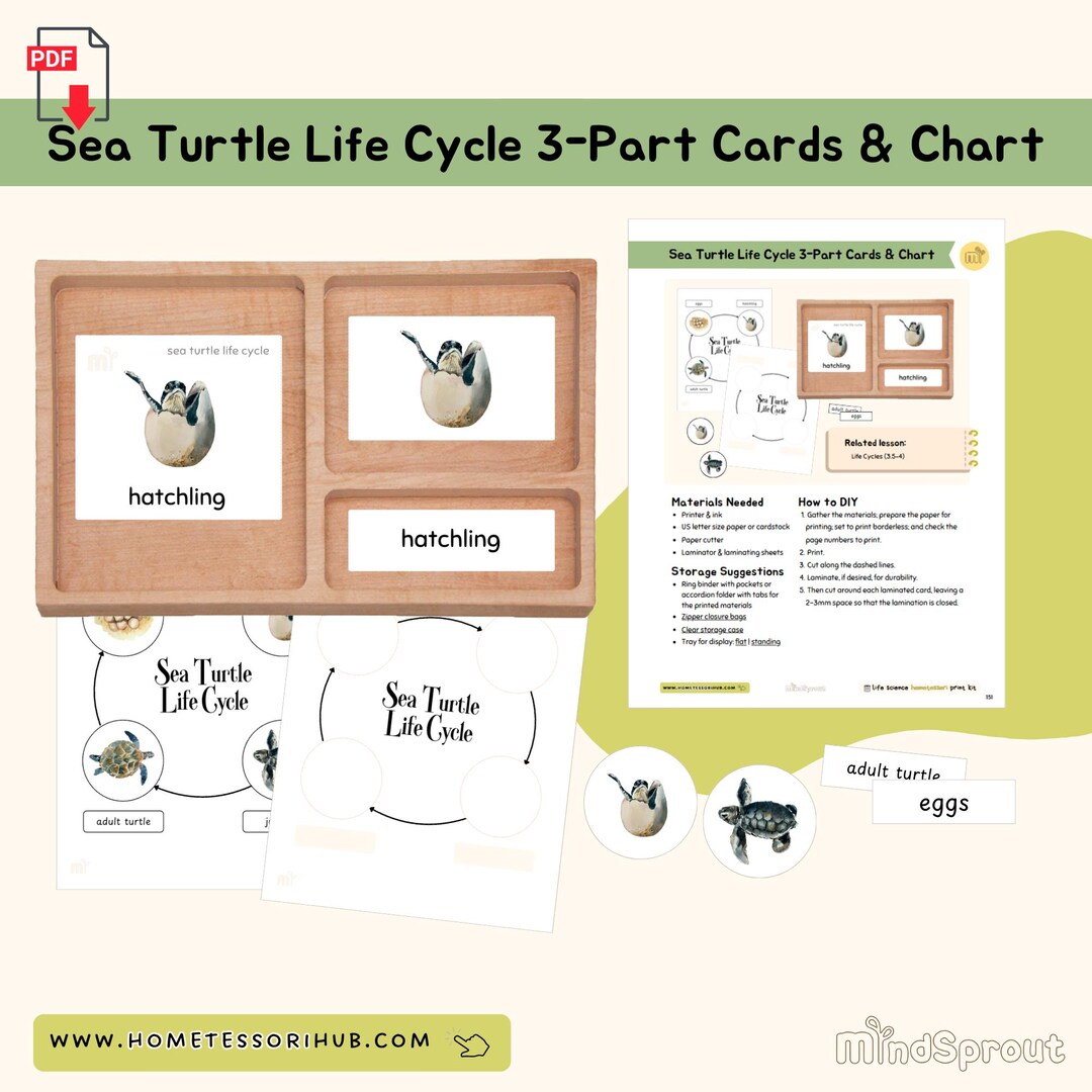 Sea Turtle Life Cycle 3-part Cards & Chart Zoology Montessori Printable ...