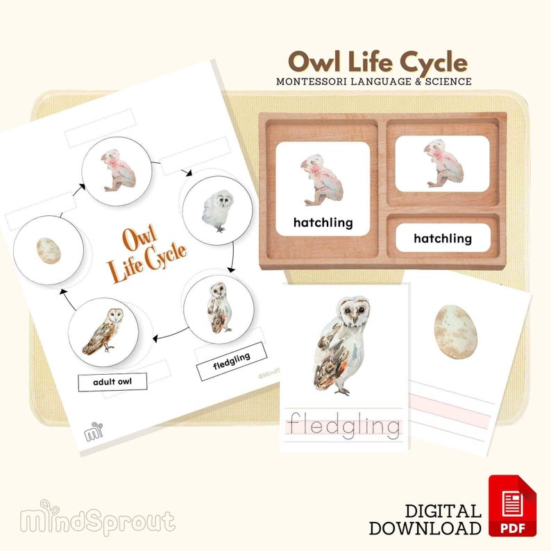 Life Cycle of Owl, Montessori Language Owl Life Cycle Material, Life ...