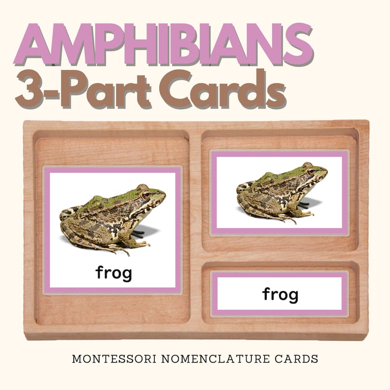 AMPHIBIANS Zoology Unit Study Parts Frog Montessori - Etsy