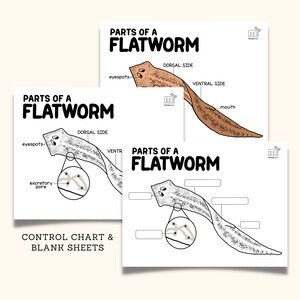 Montessori Zoology INVERTEBRATES Control Chart Blackline Masters ...