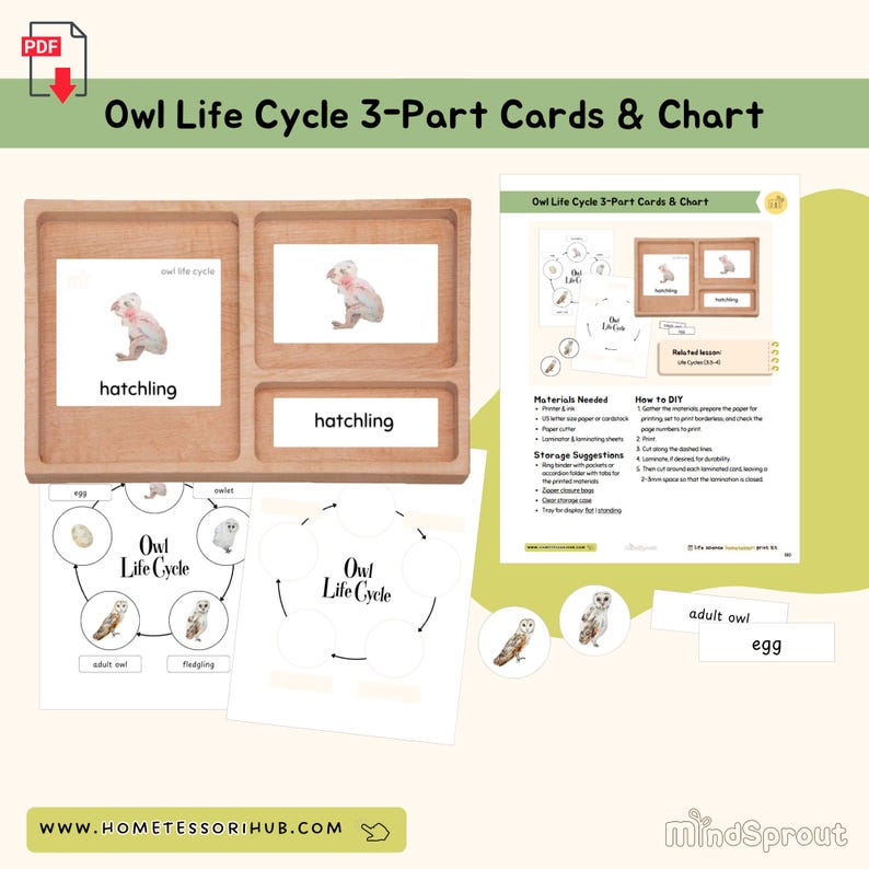 Owl Life Cycle 3-part Cards & Chart Zoology Montessori Printable ...