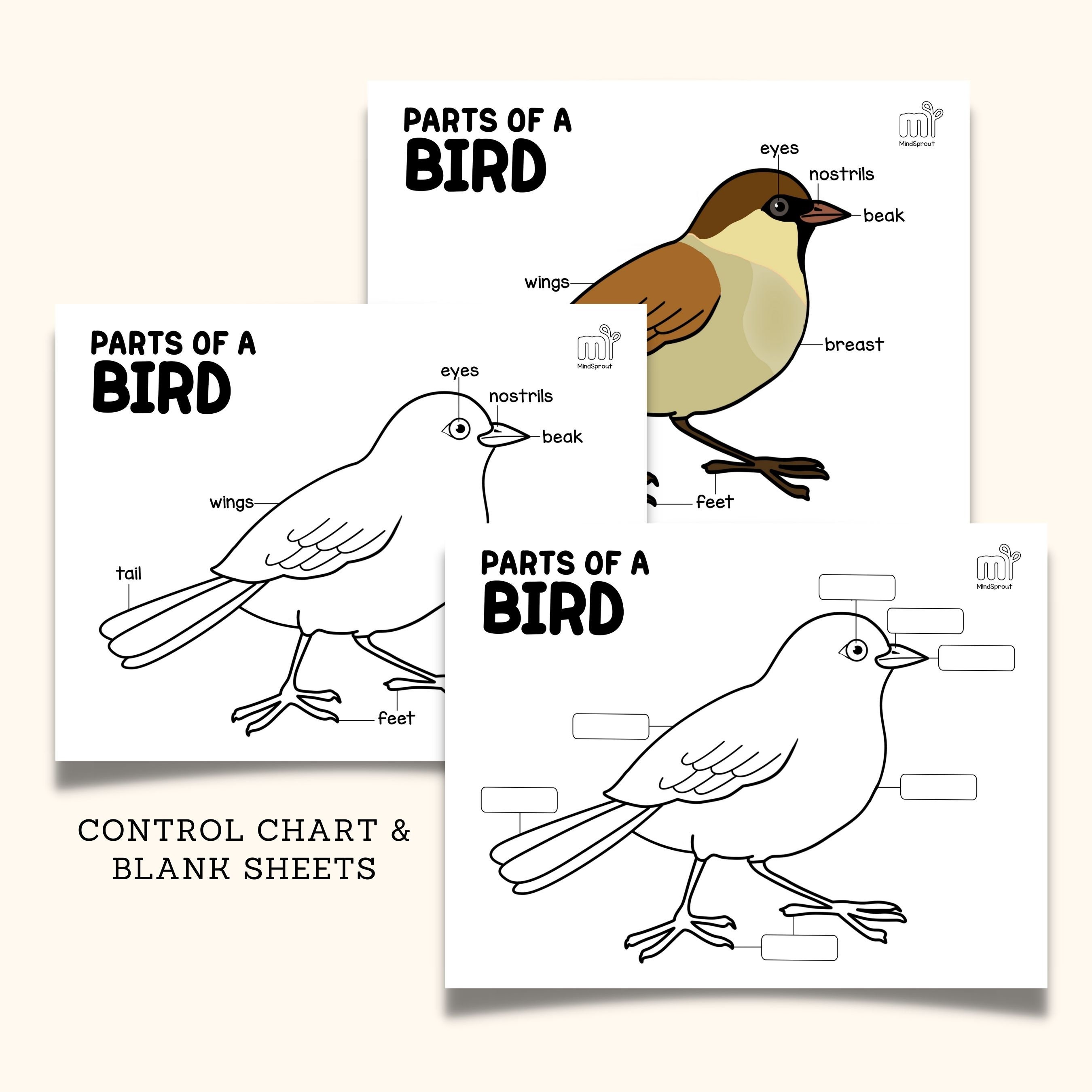 Montessori Zoology VERTEBRATES Montessori Control Chart Blackline ...