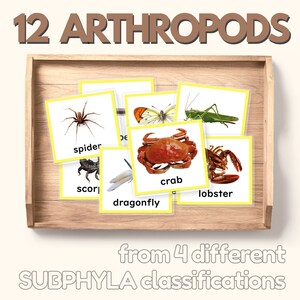 ARTHROPODS Zoology Unit Parts of Butterfly Montessori Nomenclature 5 ...