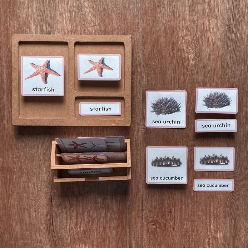 Starfish ECHINODERMS Montessori Zoology Marine Animal Nomenclature 3 ...