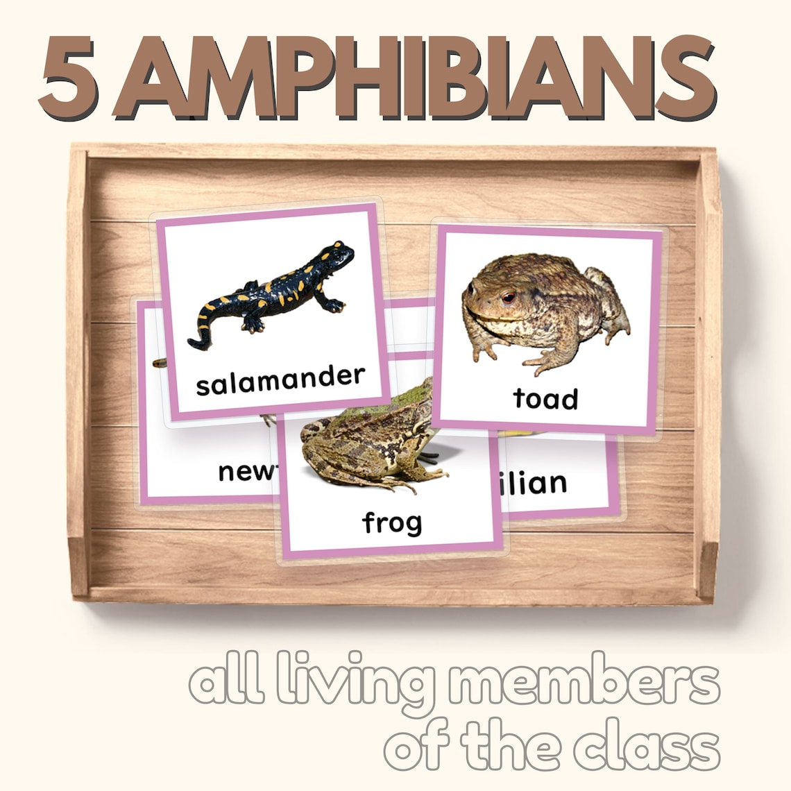 AMPHIBIANS Zoology Unit Study Parts Frog Montessori Nomenclature 5-part ...