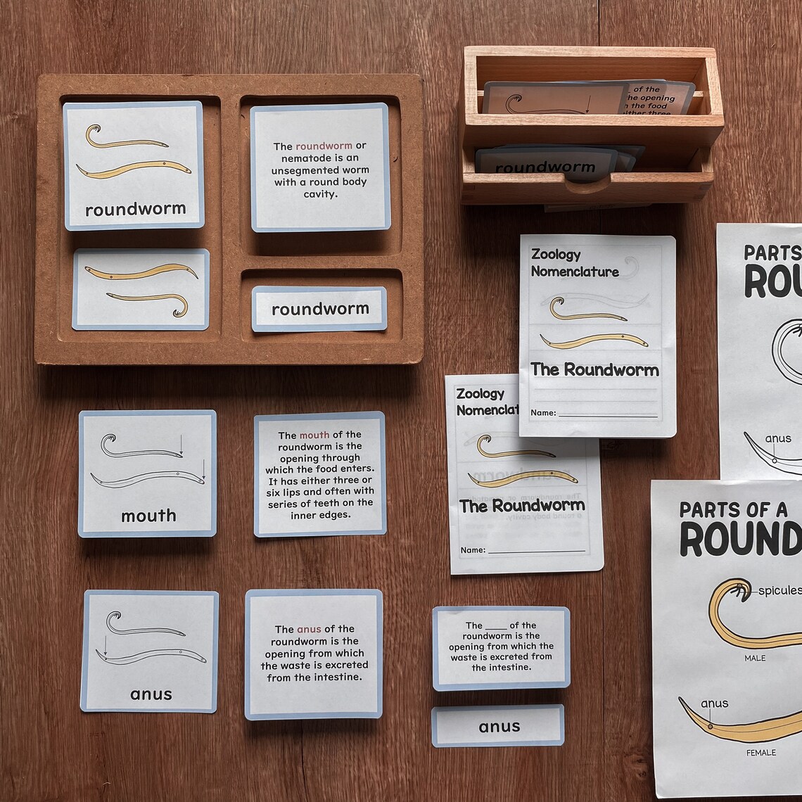 WORMS Zoology Unit Study Parts of Earthworm Flatworm Roundworm ...