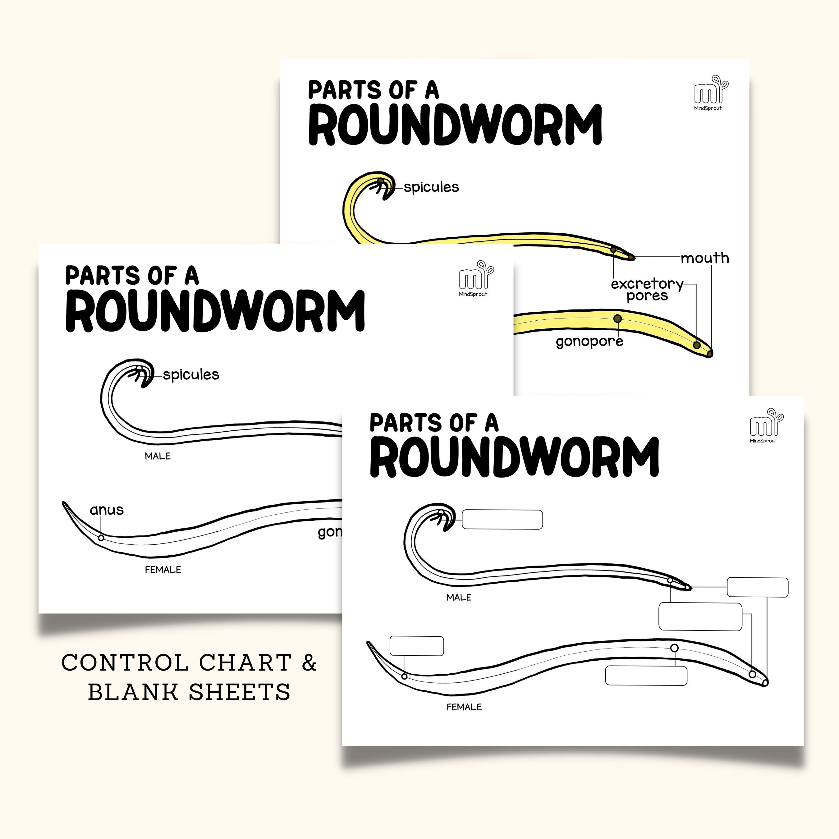 Montessori Zoology INVERTEBRATES Control Chart Blackline Masters ...