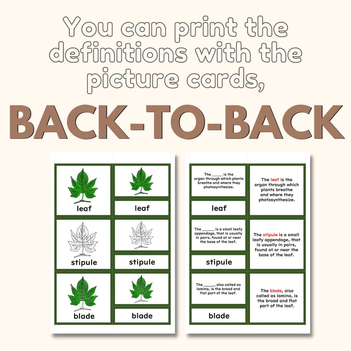 Parts of the LEAF Montessori Botany Unit Study 5-part Card Definition ...