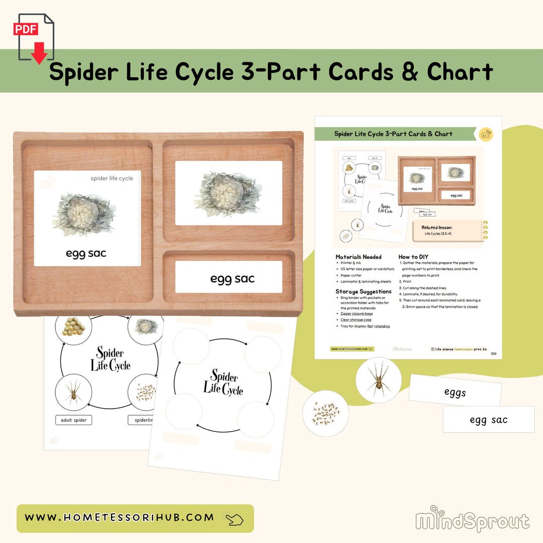 Spider Life Cycle 3-part Cards and Chart Zoology Montessori Printable ...