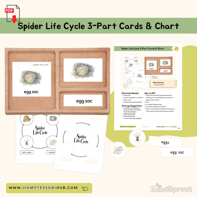 Spider Life Cycle 3-part Cards and Chart Zoology Montessori Printable ...