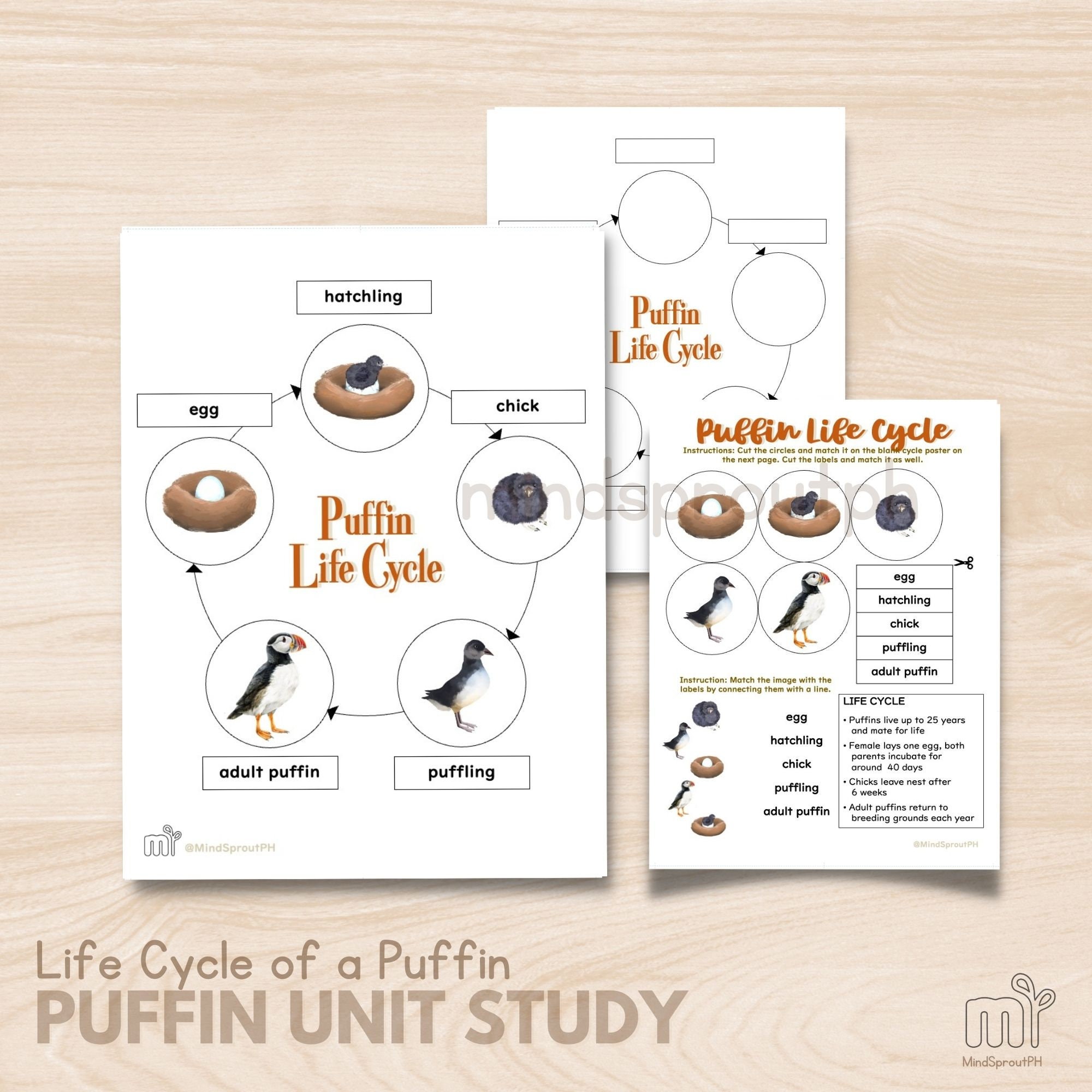 PUFFIN Unit Study for Elementary Parts of the PUFFIN Species Life Cycle ...