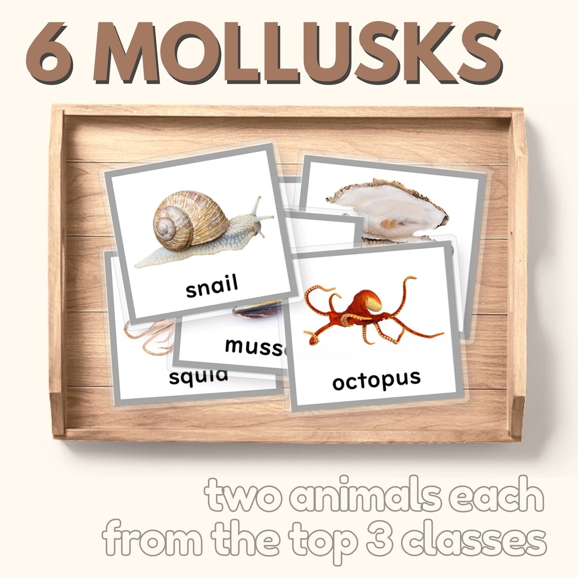 MOLLUSK Three Part Card Montessori Nomenclature 3-part Classified Card ...