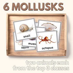 MOLLUSK Three Part Card Montessori Nomenclature 3-part Classified Card ...