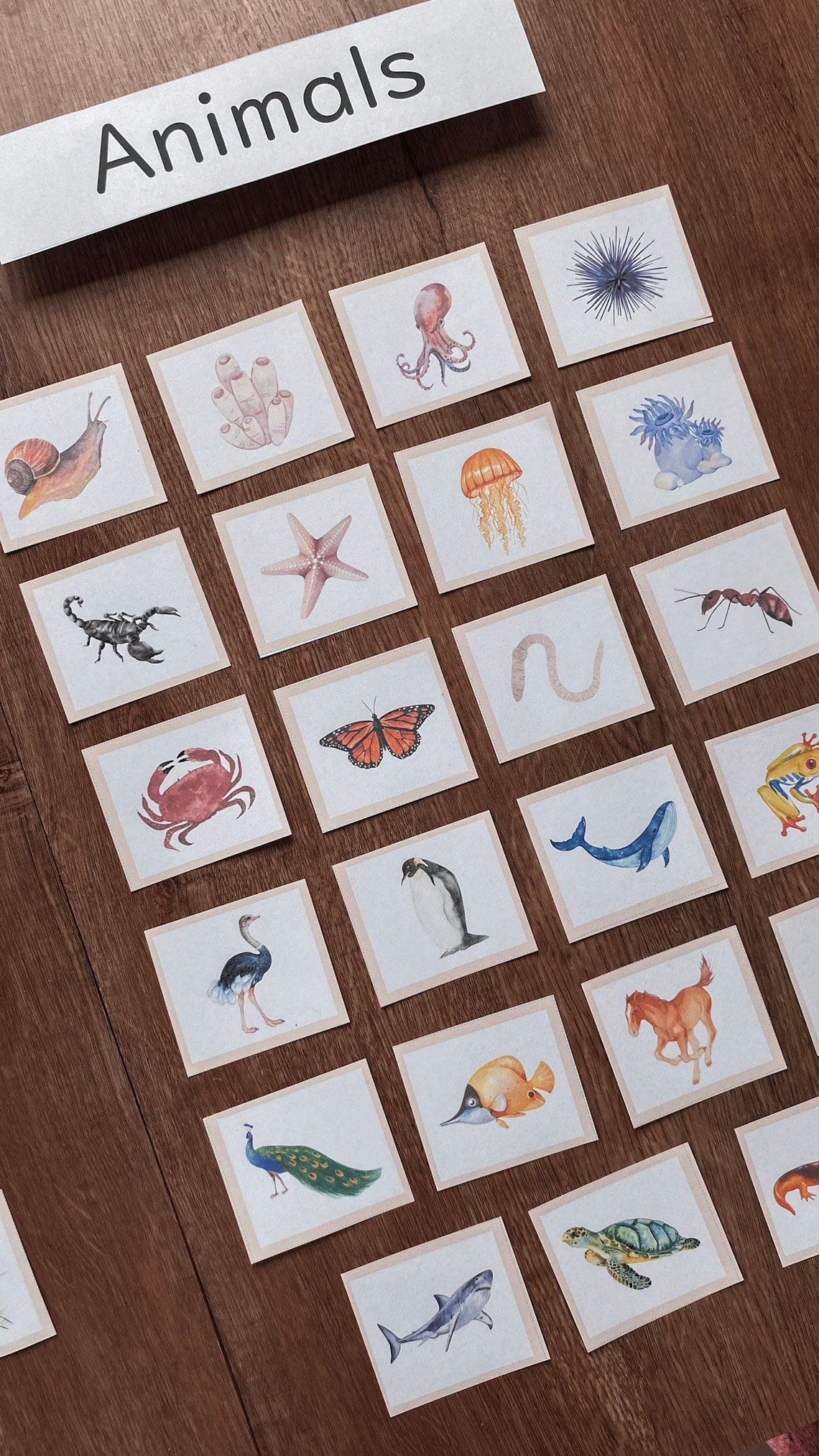 PLANT and ANIMAL Sorting Cards Game Montessori Activity Preschool ...