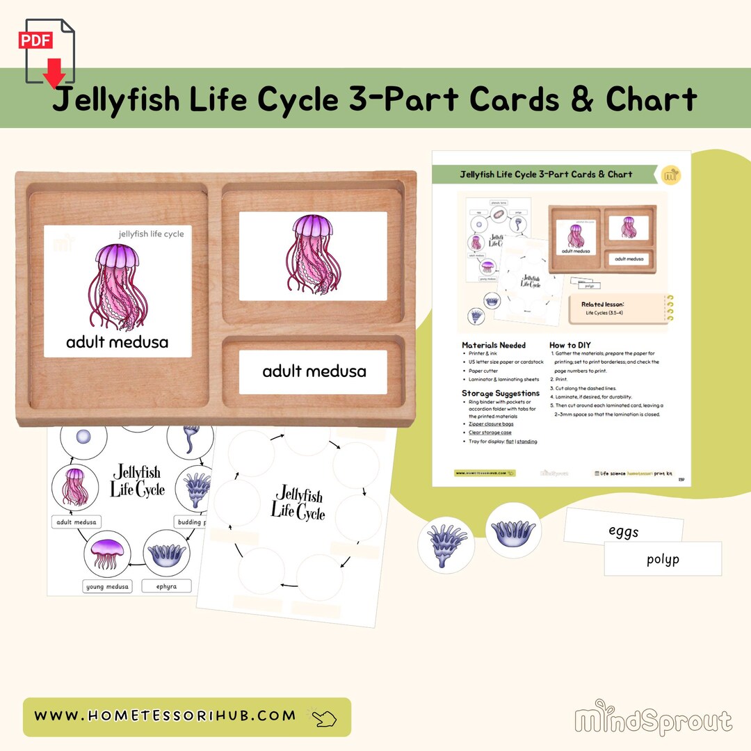 Jellyfish Life Cycle 3-part Cards and Chart Zoology Montessori ...
